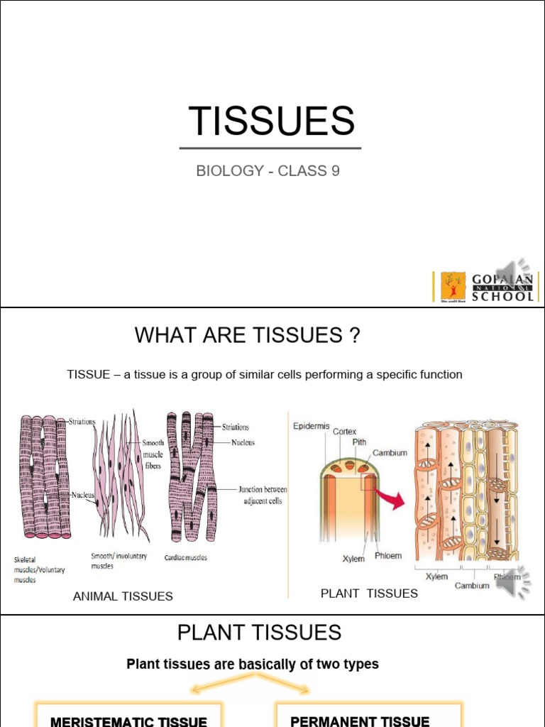 Tissue | PDF
