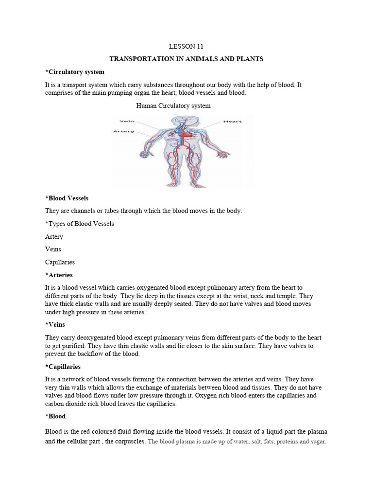 Lesson 11 Transportation | PDF | Blood | Artery