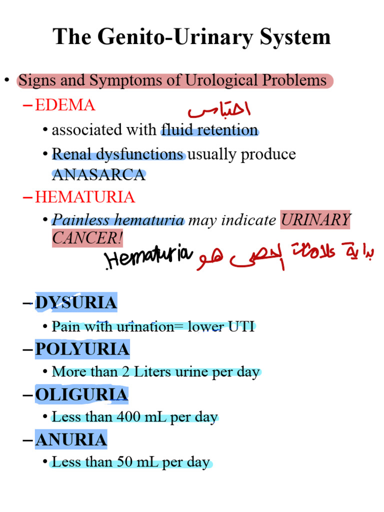 4- Urinary System | Download Free PDF | Kidney | Genitourinary System