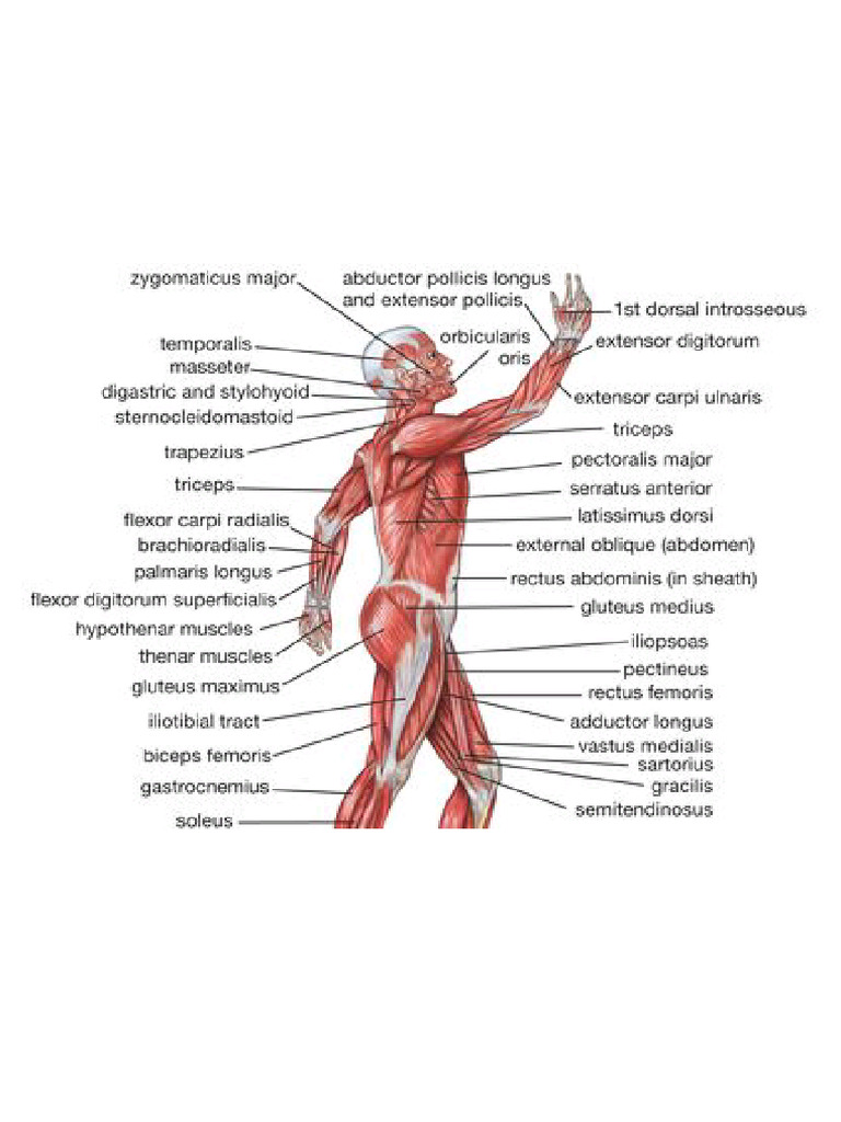 Skeletal Muscle | PDF