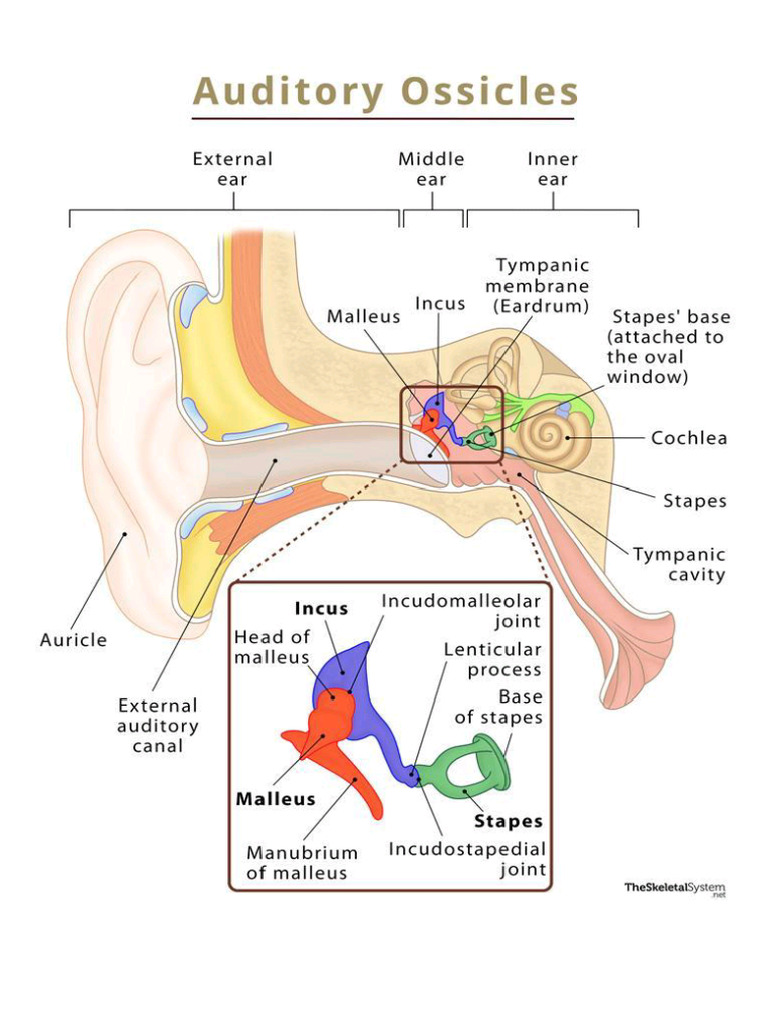 Internal Ear | PDF