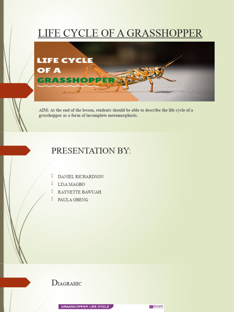 Life Cycle of A Grasshopper | PDF | Insects | Zoology