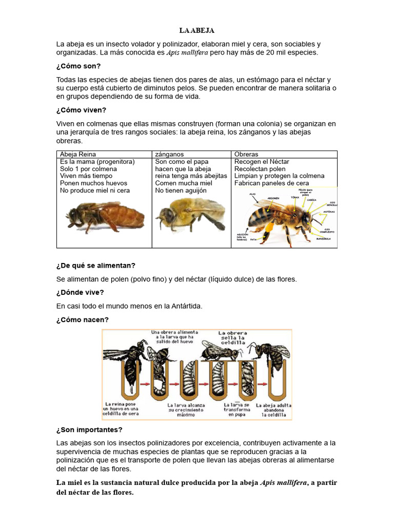 LA ABEJA | PDF