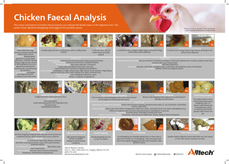 Chicken Fecal Analysis Guide | PDF | Gastrointestinal Tract | Feces
