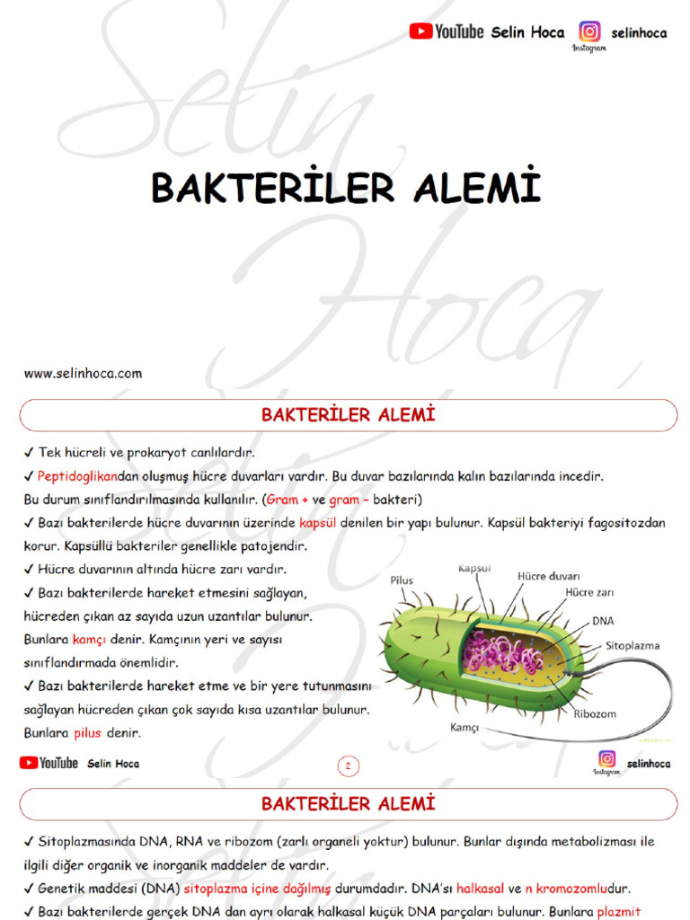 Bakteriler Alemi | PDF