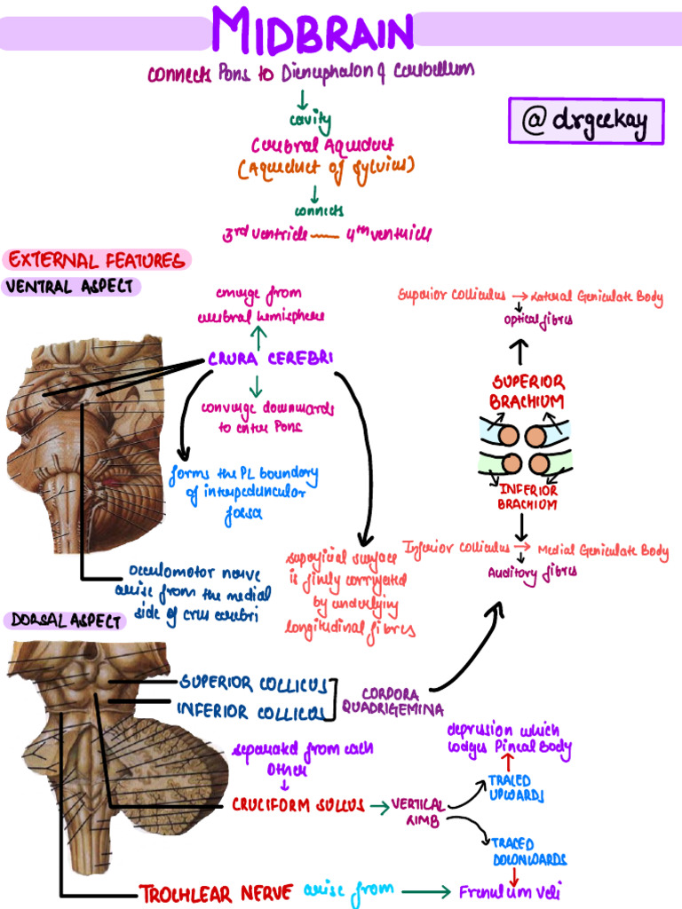Mid Brain | PDF | Brain | Anatomy