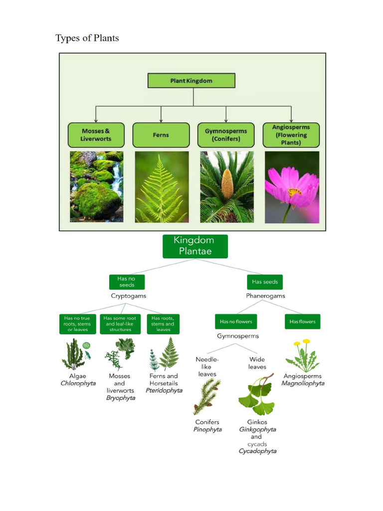 Plant Classification and Identification | PDF | Leaf | Plants