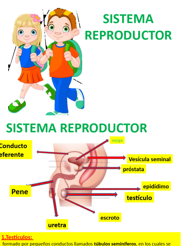 Anatomía del Sistema Reproductor Humano | PDF