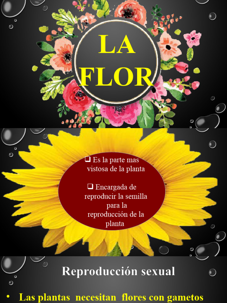 LA - FLOR y Sus Partes Reproductoras 2024 | PDF
