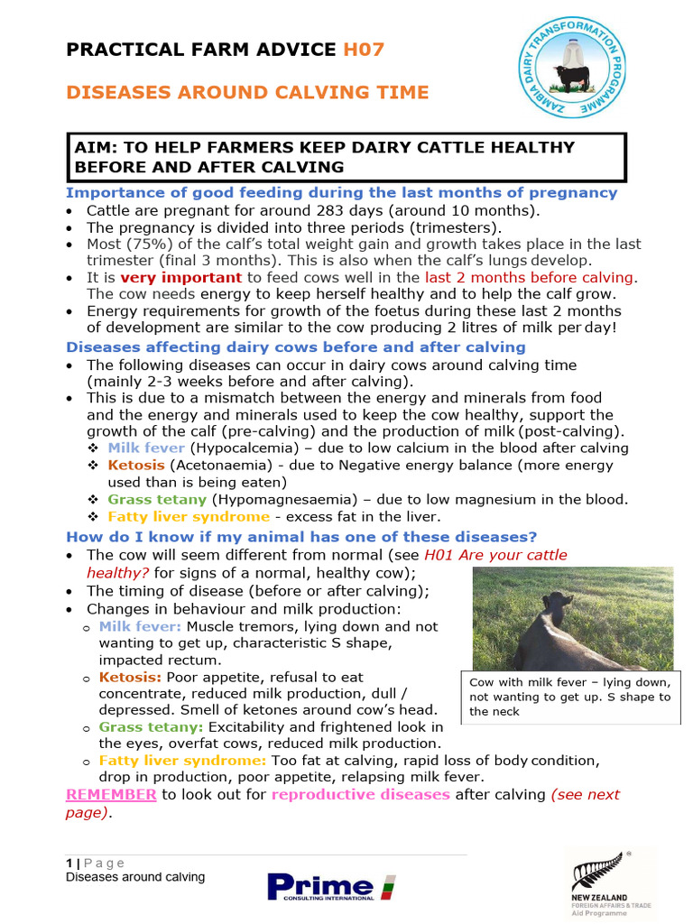 H07 - Diseases Around Calving Time | PDF | Cattle | Dairy Cattle