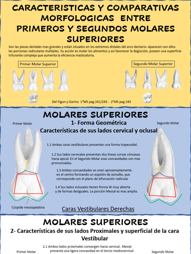 Primer y Segundo Molar Superior | PDF | Ciencias sociales | Estudios de ...