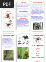 Ciclo de vida y reproducción de arañas | PDF | Araña | Huevo