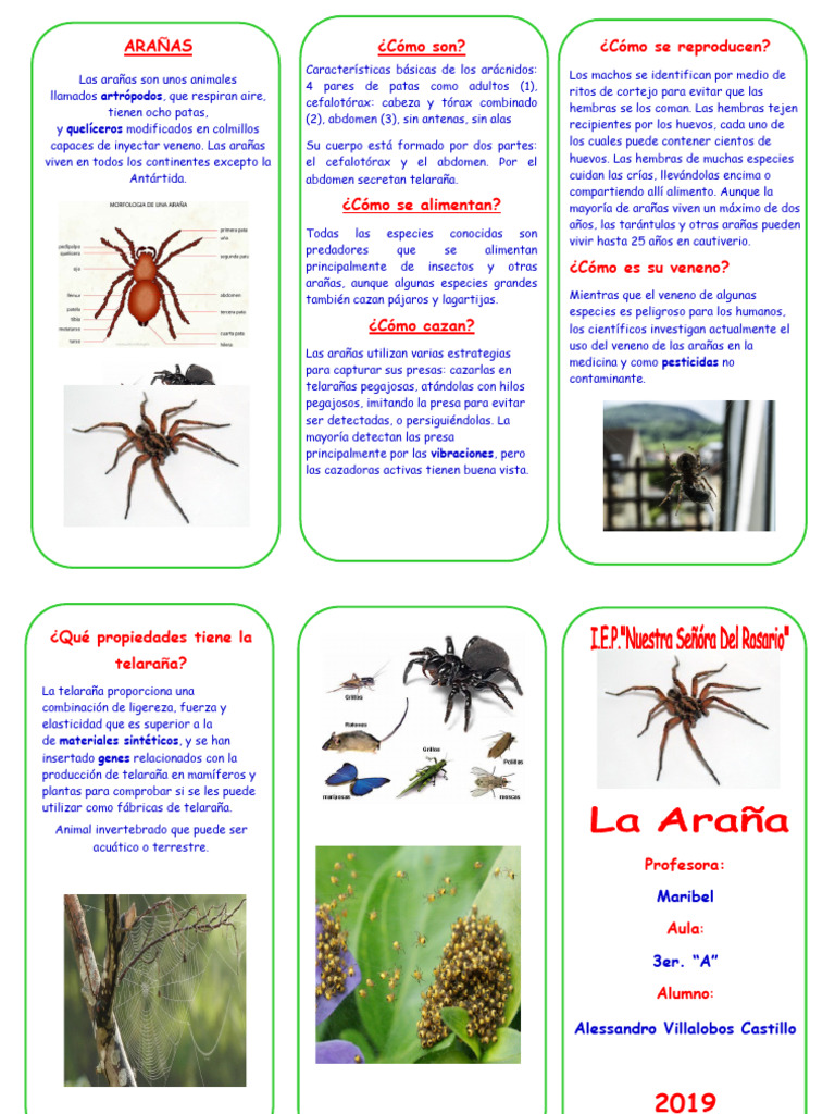 Características y partes de las arañas | PDF | Araña | Telaraña