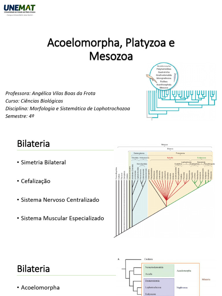 Filo Chordata - Acoelomorpha, Platyzoa e Mesozoa | PDF | Biologia ...
