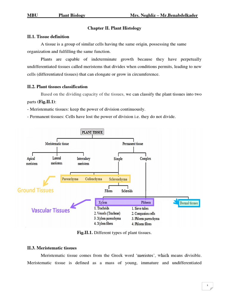 Plant Histology: Tissues and Growth | PDF | Tissue (Biology) | Plant Stem