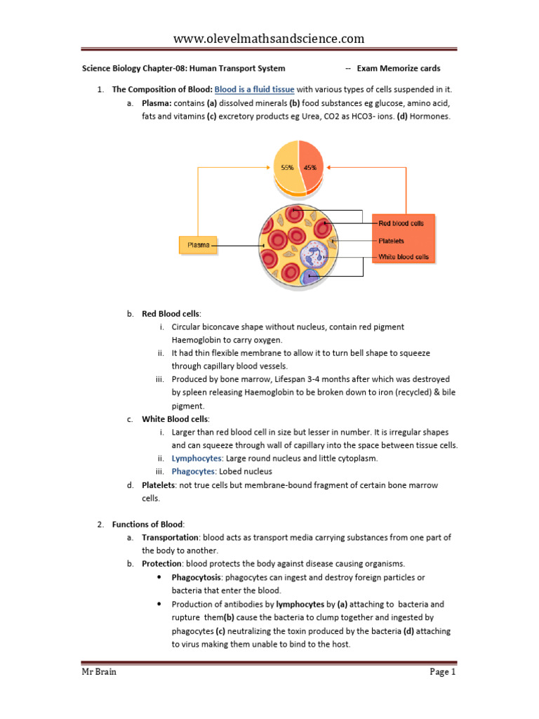 08 Transport in Humans | PDF | Heart | Vein