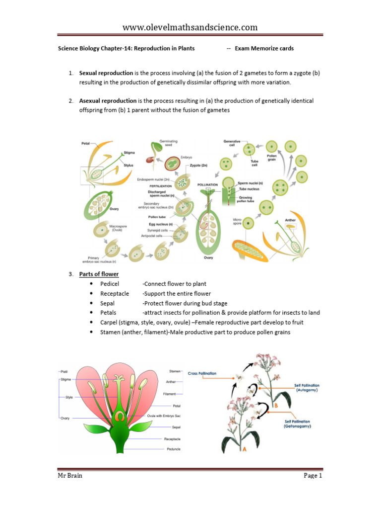 14 Reproduction in Plants | PDF | Flowers | Pollination