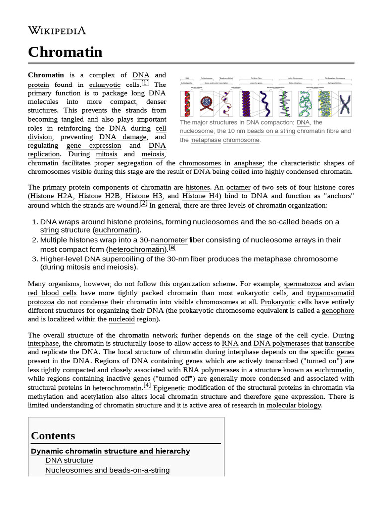 Chromatin | PDF | Chromatin | Histone