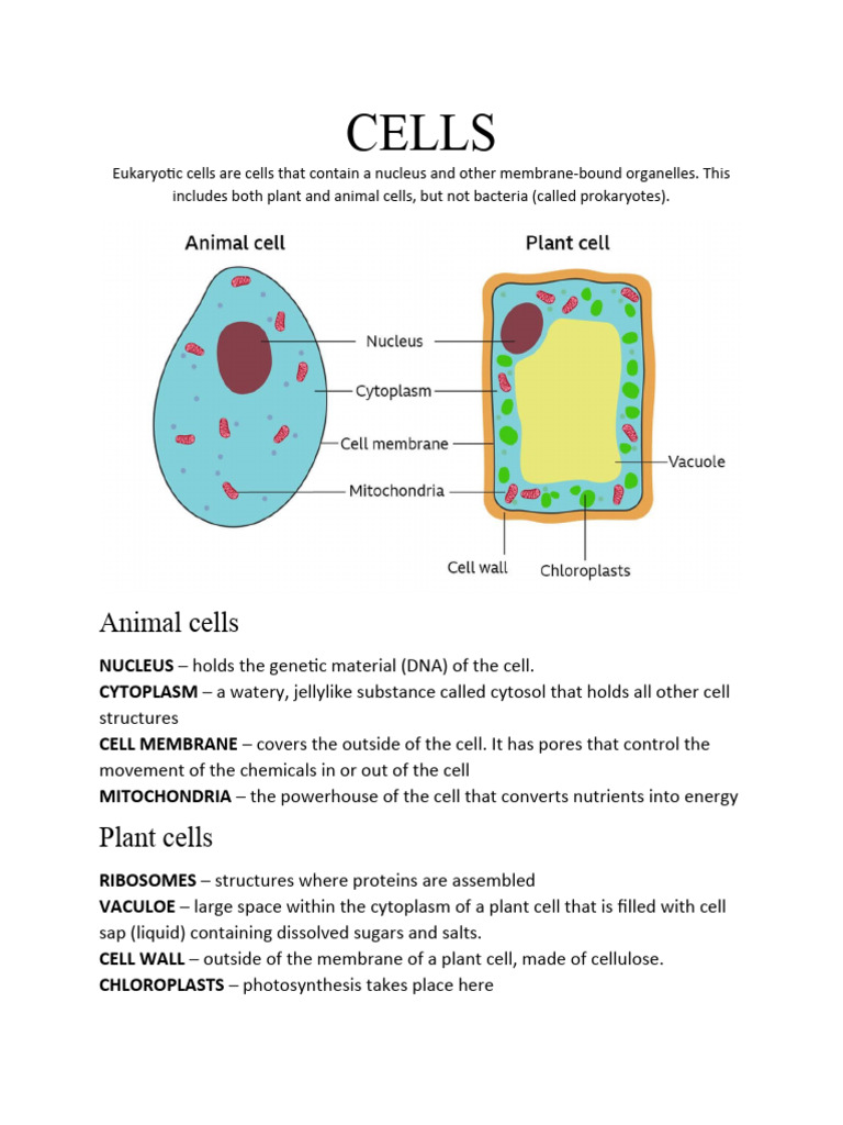 CELLS | PDF | Home & Garden | Science & Mathematics
