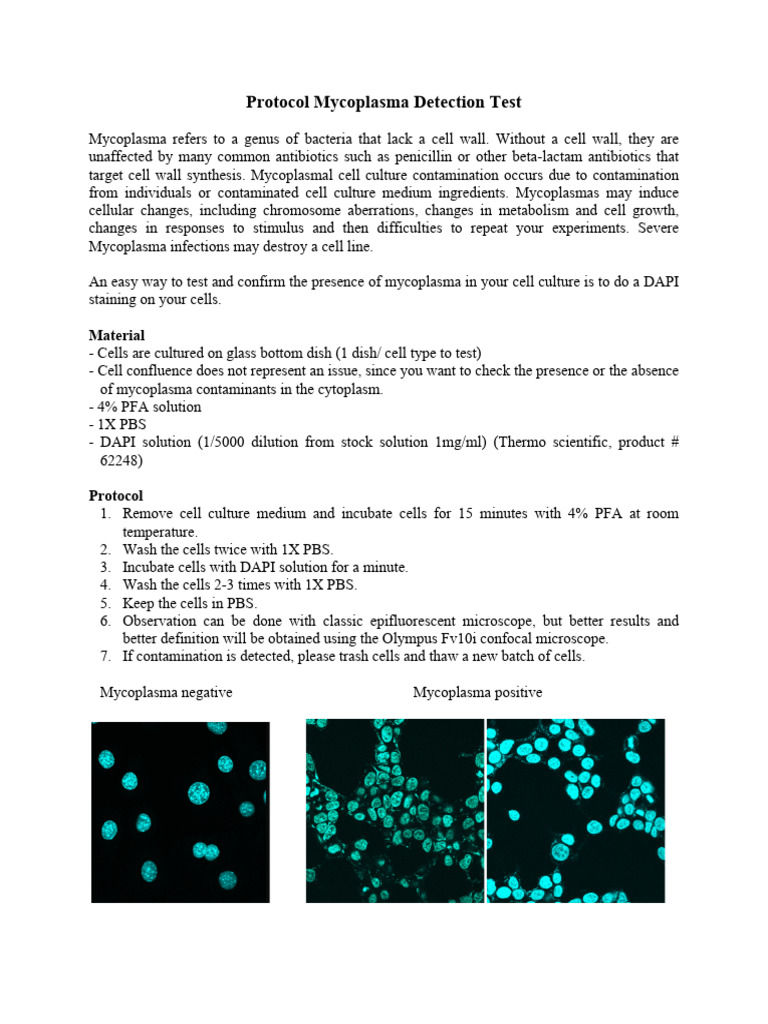 Mycoplasm-Test Hla | PDF | Science & Mathematics