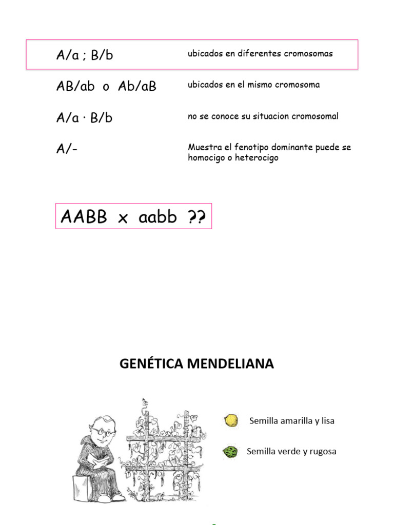 Cruzamientos Dihíbridos en Genética Mendeliana | PDF | Dominancia ...