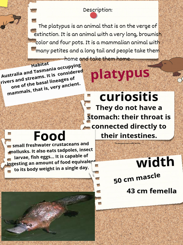 Platypus | PDF | Zoology