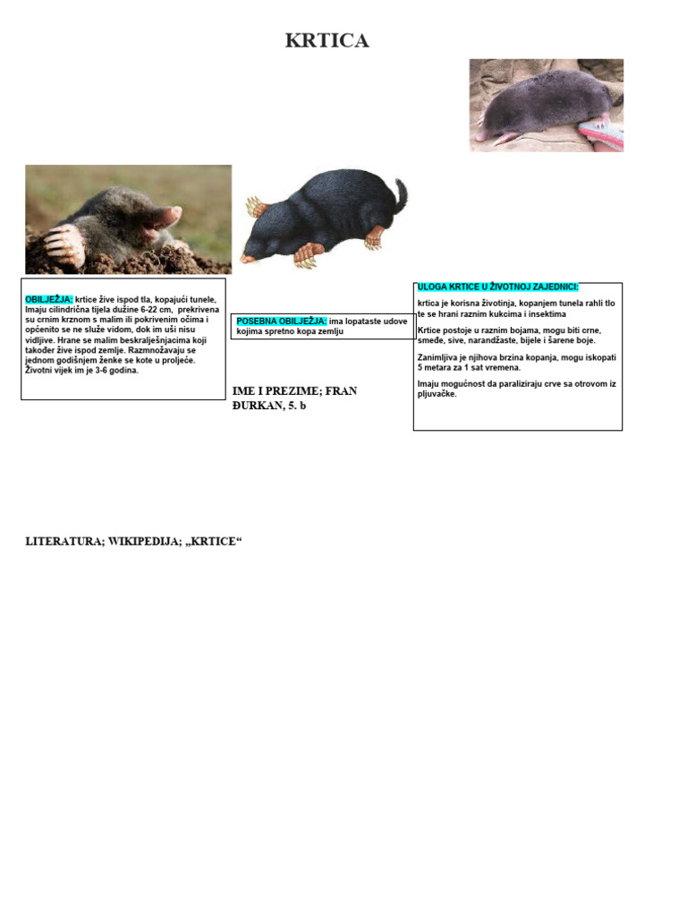 Osobna iskaznica životinje - KRTICA | PDF