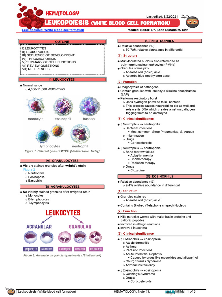Leukopoiesis | PDF | White Blood Cell | Granulocyte