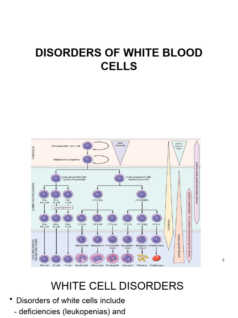 Disorders of White Blood Cells | PDF | Lymphoma | White Blood Cell