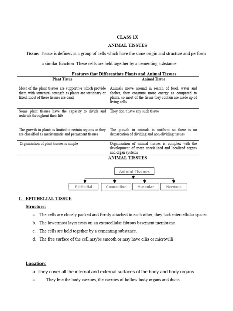 ANIMAL TISSUES NOTES | Download Free PDF | Epithelium | Muscle