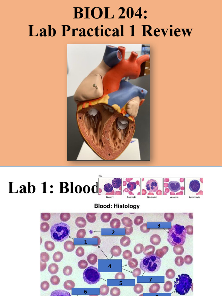 BIOL 204 LP1 Review | PDF | Heart Valve | Blood Pressure BIOL 204 LP1 Review | PDF | Heart Valve | Blood Pressure