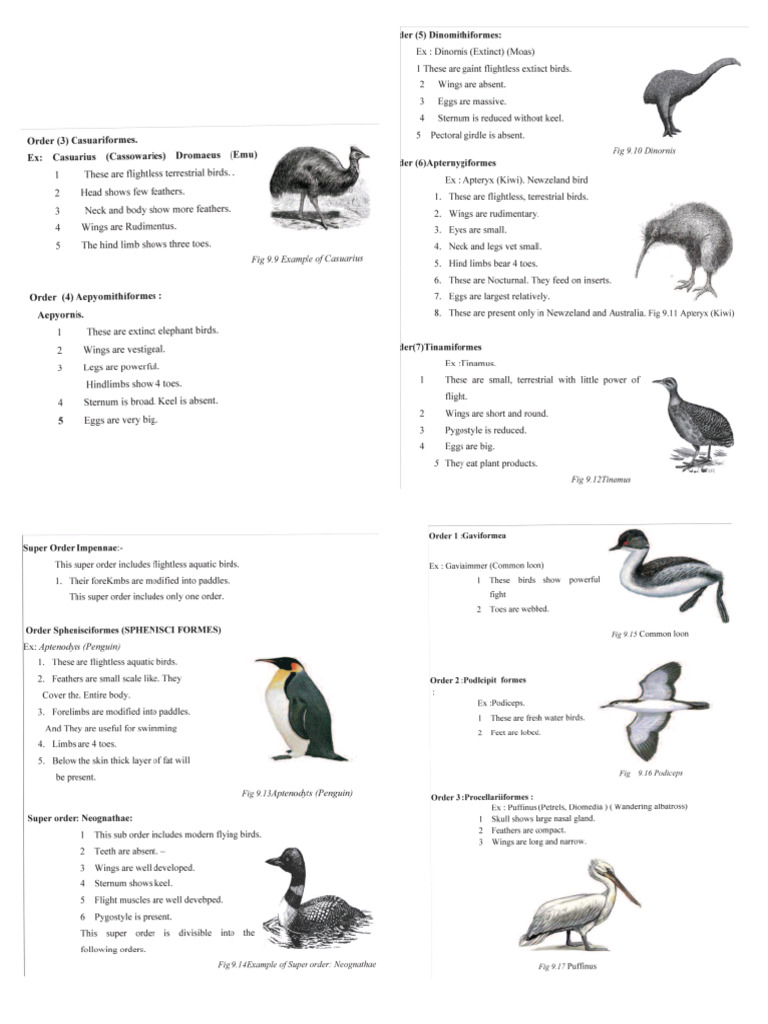 Aves Classification | PDF