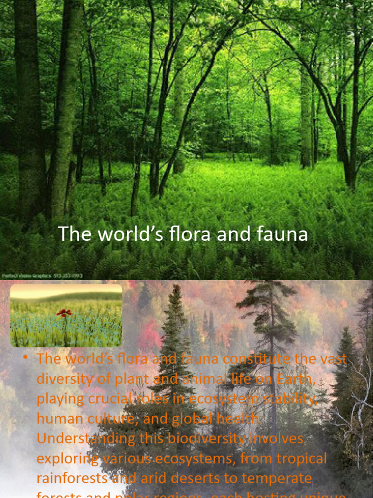 The World's Flora and Fauna | PDF | Plants | Forests