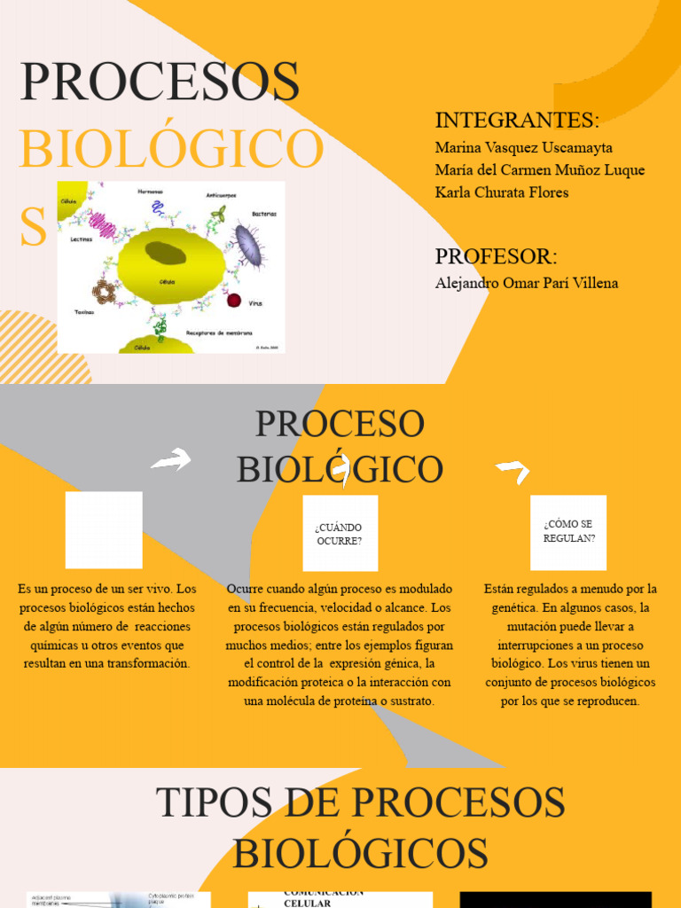 Proceso Biológico 01 | PDF | Biología | Biología Celular)