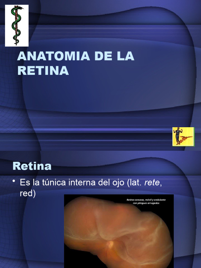 Anatomia de La Retina | PDF | Retina | Artería