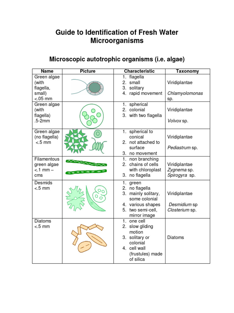 Guide Identification Freshwater Microorgnisms | PDF | Organisms ...