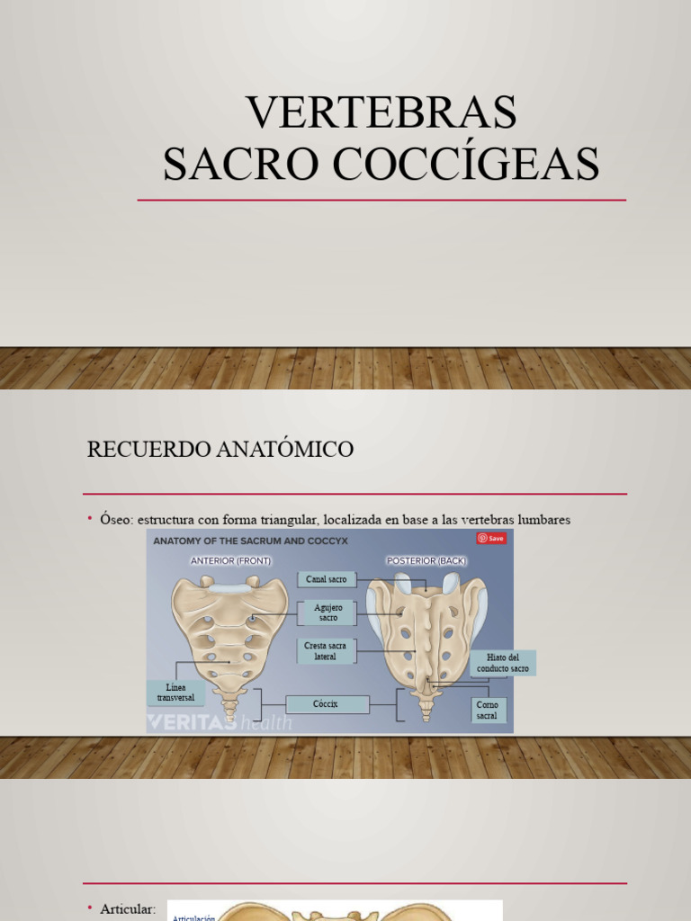 DIAPO de - Vertebras - Sacrociccigeas | PDF | Pelvis | Sistema ...
