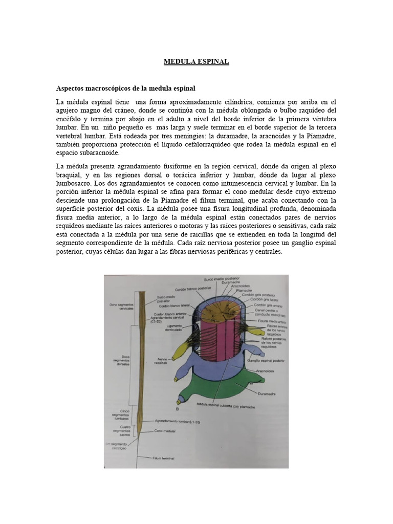 Estructura y Función de la Médula Espinal | PDF | Médula espinal | Materia gris