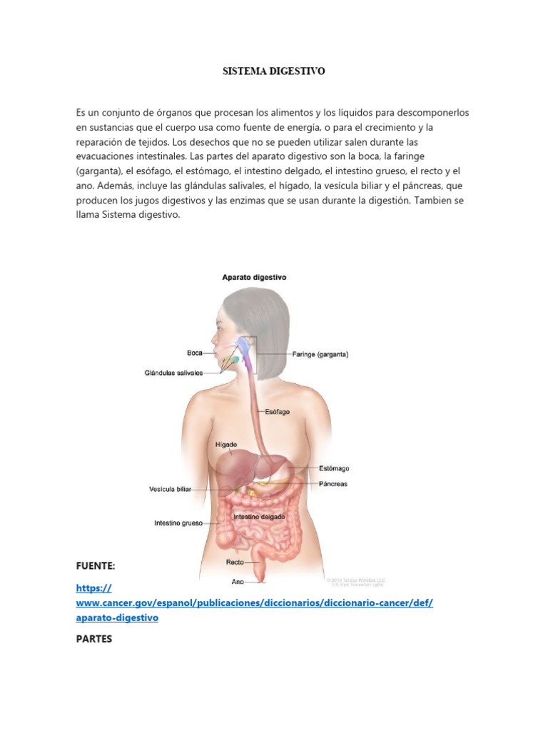 Sistema Digestivo Tarea (1) Laura | PDF | Sistema digestivo humano ...