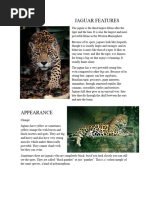 jaguar-factfile | PDF | Jaguar | Zoology