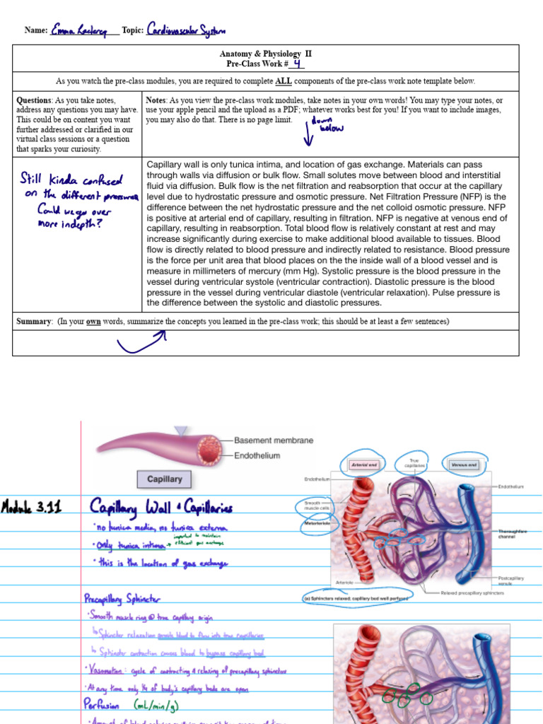 AP 2 PCW #4 - Cardiovascular - Module 3.11-3.15 | PDF | Blood Pressure ...
