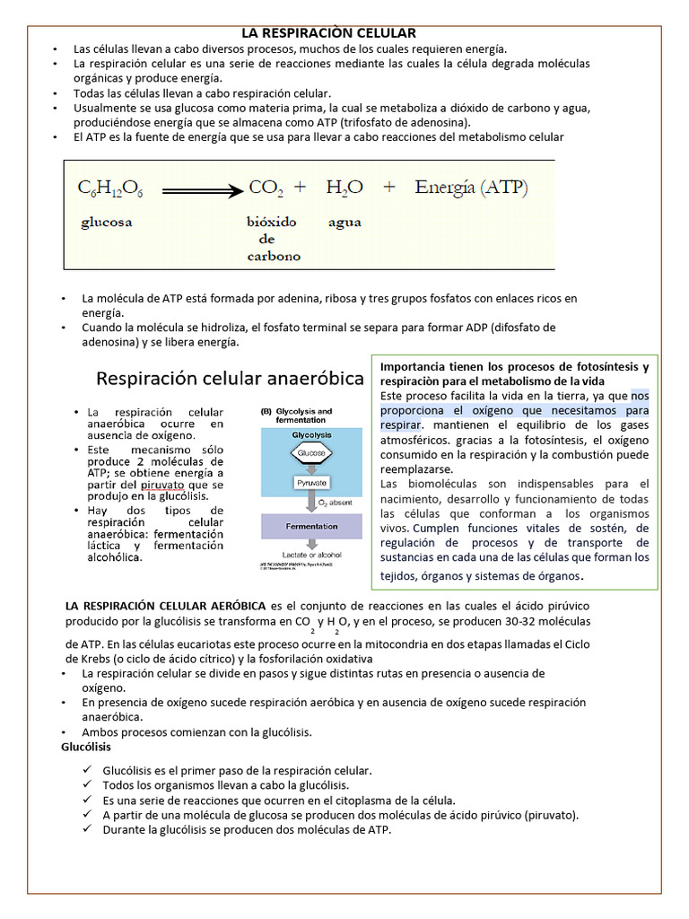 La Respiraciòn Celular | PDF | Respiración celular | Trifosfato de adenosina