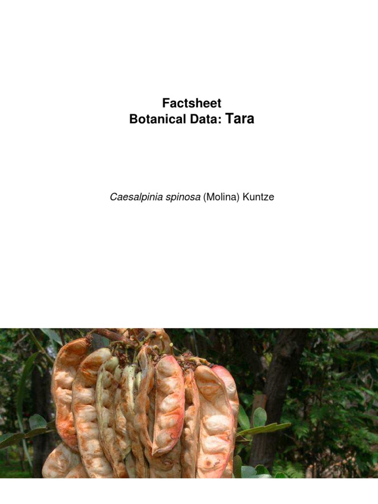 Factsheet Botanical Data: Tara | PDF | Andes | Seed