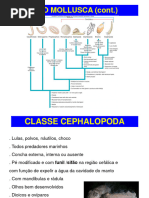 Anatomia e Reprodução do Polvo | PDF | Polvo