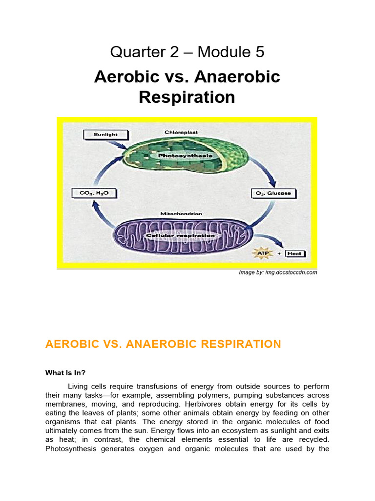 SHS STEM Bio1 Q2 Week 3 Module 5 Aerobic Vs Anaerobic Respiration | PDF ...