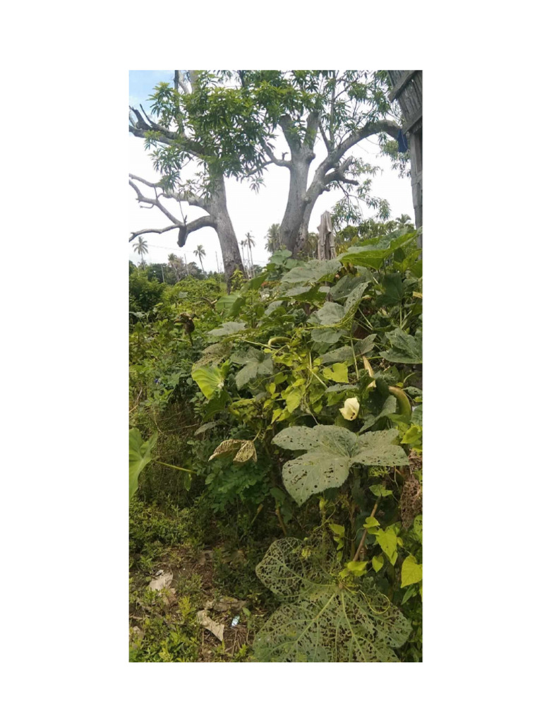 Sampling Sport | PDF