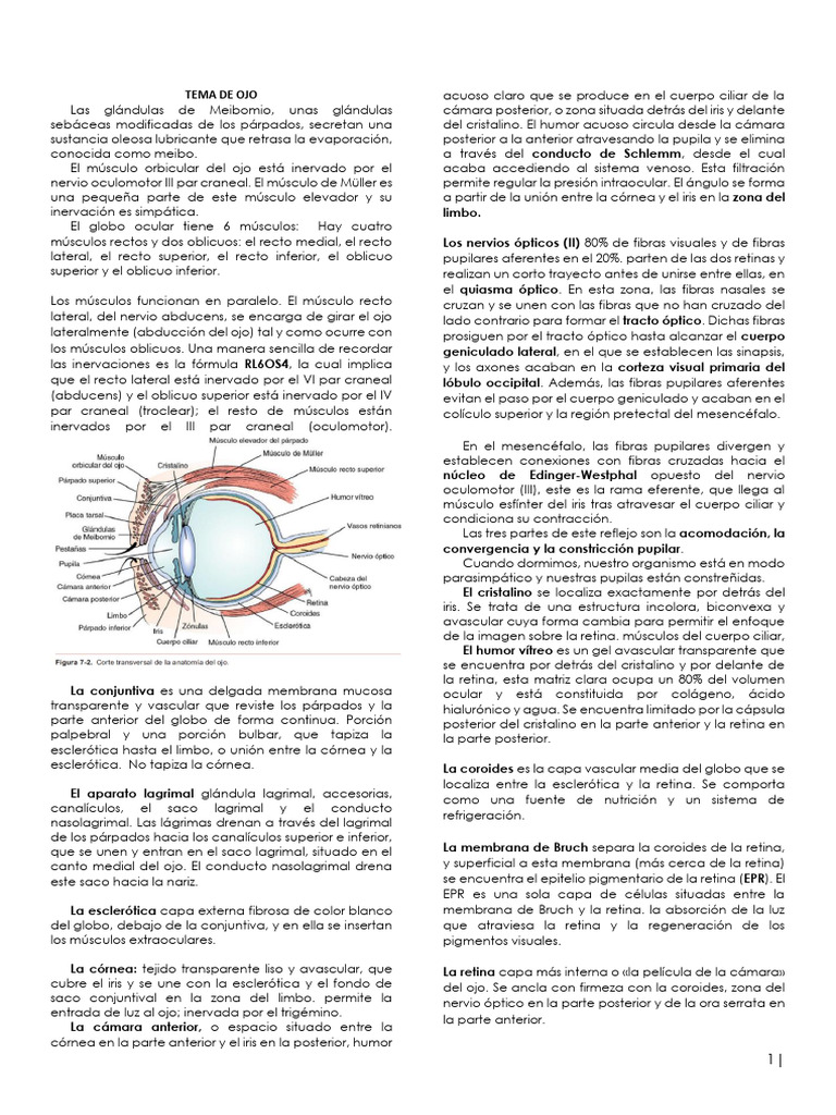 Resumen de Ojo | PDF | Ojo humano | Oftalmología