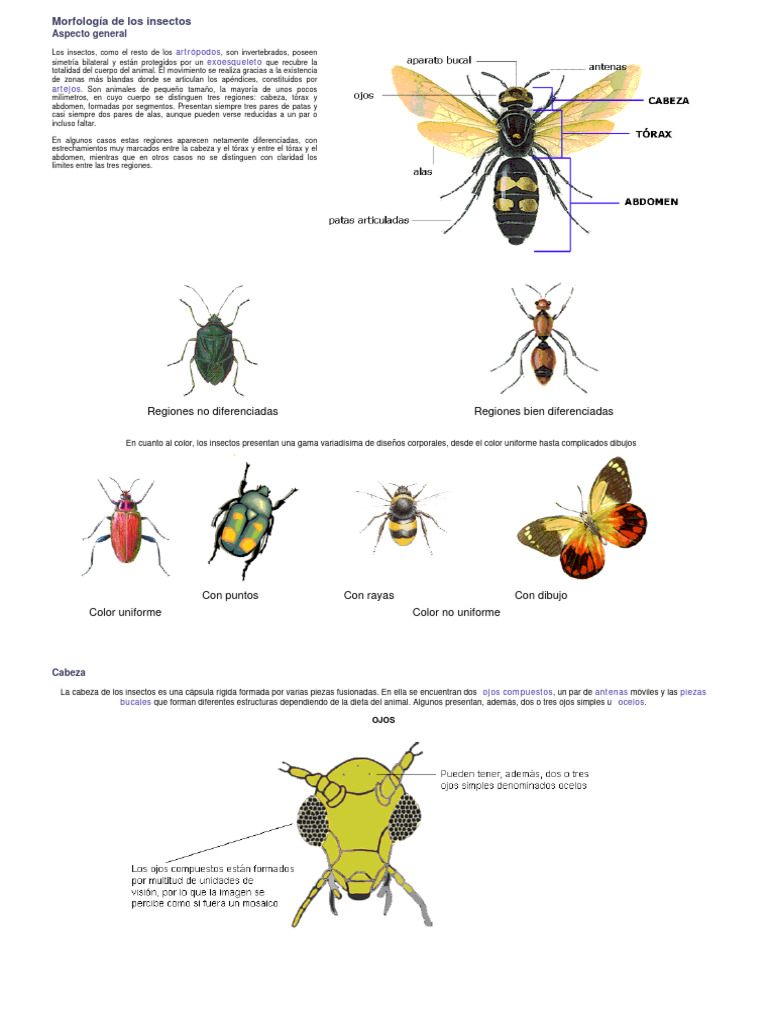 Laboratorio Virtual de Insectos | PDF | Insectos | Hexapoda