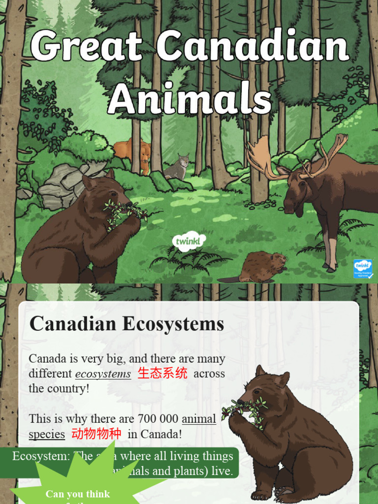 6 - Canadian Animals FF | PDF | Moose | Beaver