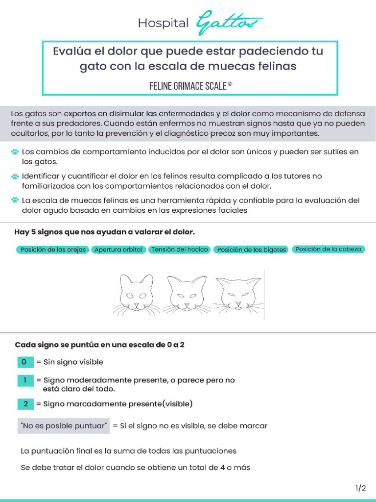 FELINE GRIMACE SCALE Hospital Gattos | PDF